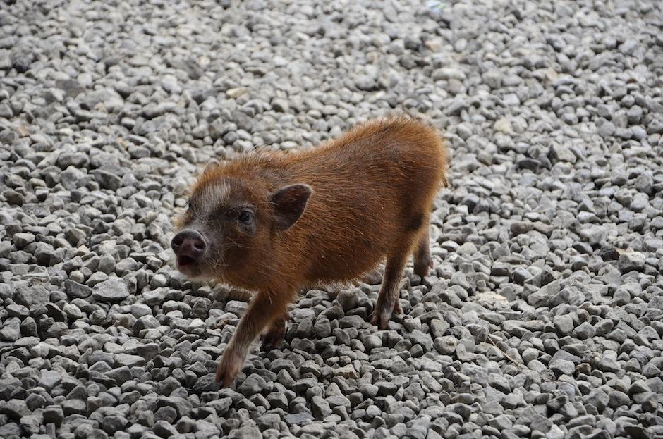 La vida con un mini pig: ¿dónde conseguir uno en Guatemala? | Soy502
