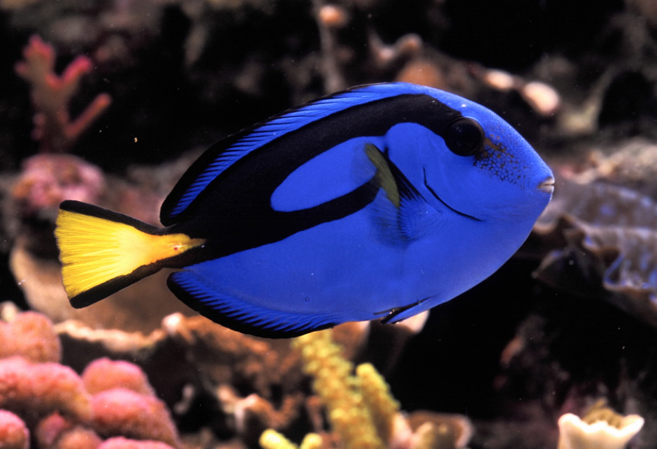 Conoce a la "Dory" de la vida real, un pez en (verdadero) peligro