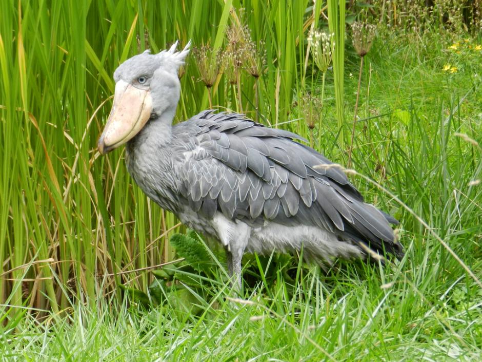 Hallan al animal fantástico "Buckbeak" de Harry Potter en la vida real