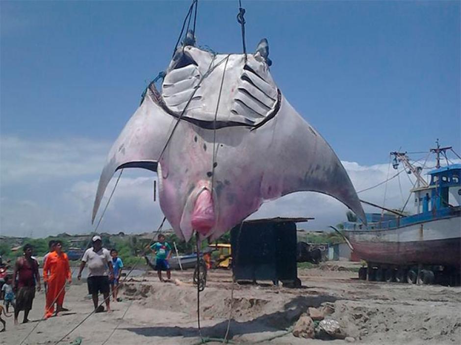 Una mantarraya gigante fue capturada en el norte de Perú