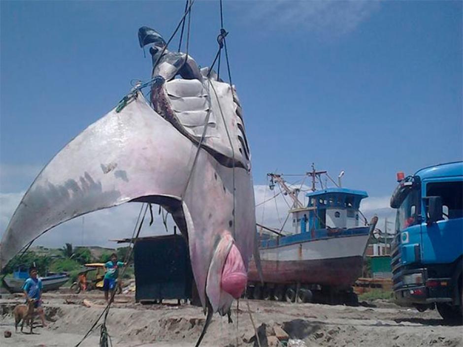 Una mantarraya gigante fue capturada en el norte de Perú