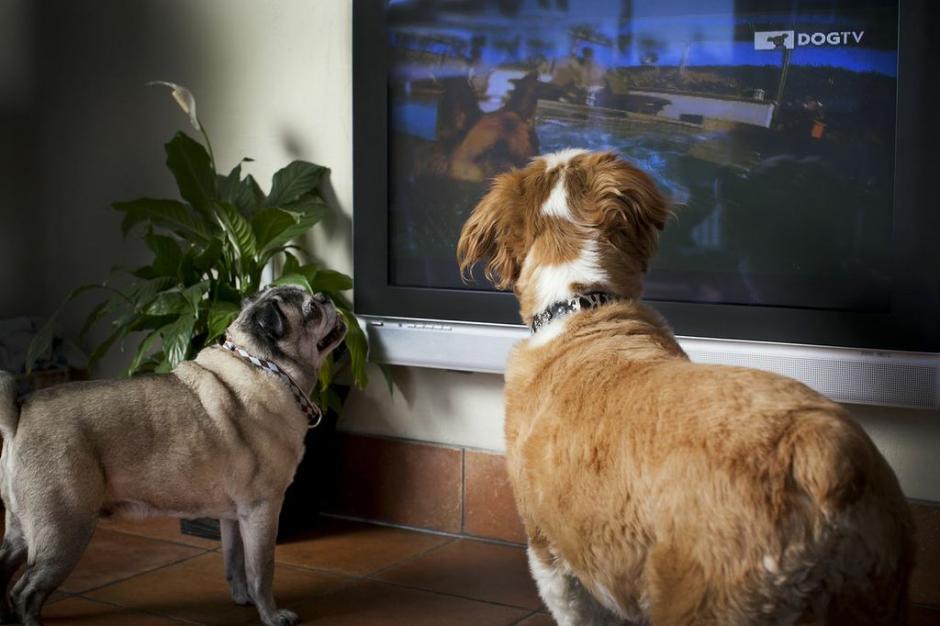 ¿Qué pueden ver los perros en una televisión?