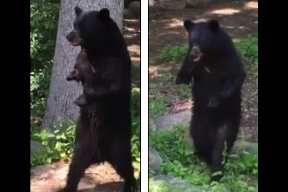 La triste historia del oso que camina en dos patas