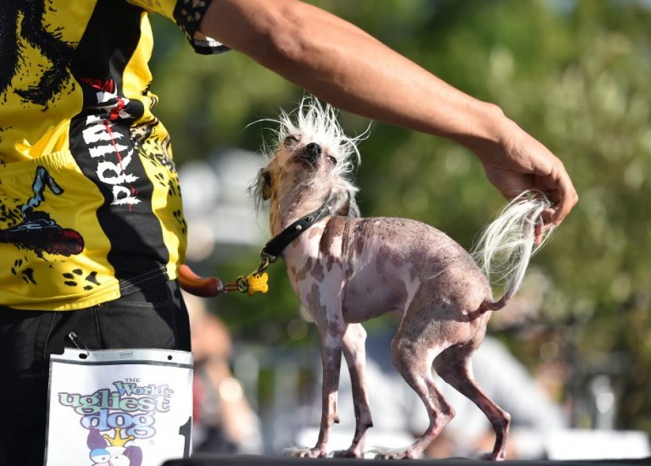 Conoce al perro más feo y adorable del mundo | Soy502