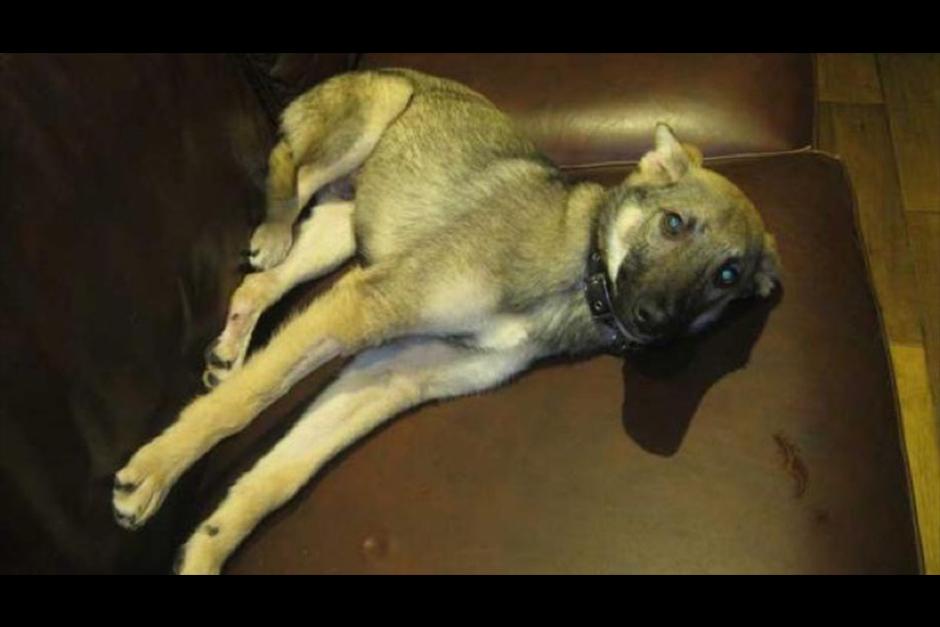 Esta es la recuperación de un perro que le tenía miedo a los humanos ...
