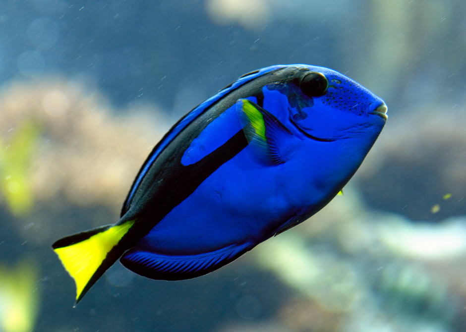 Conoce a la "Dory" de la vida real, un pez en (verdadero) peligro