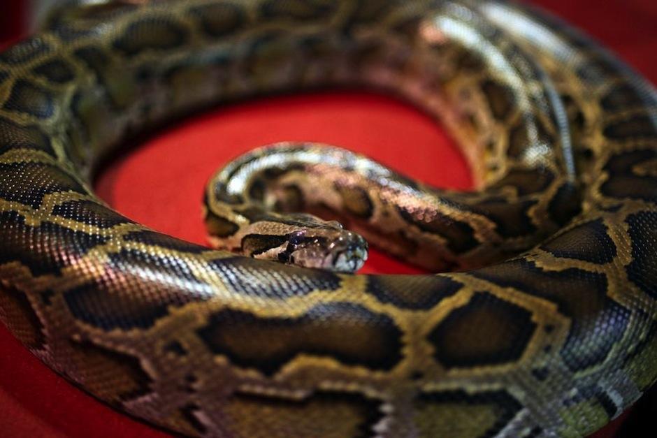 Entregan a zoológico a pitón que se volvió gigante