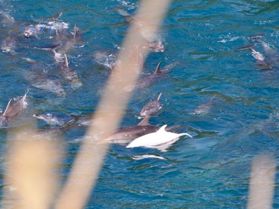 Activistas piden liberación de Ángel, el delfín albino cazado en Taji