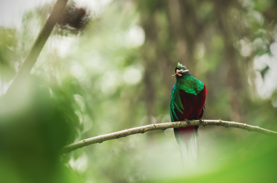 La majestuosidad del Quetzal, captada por el ojo fotográfico de Rizzo ...