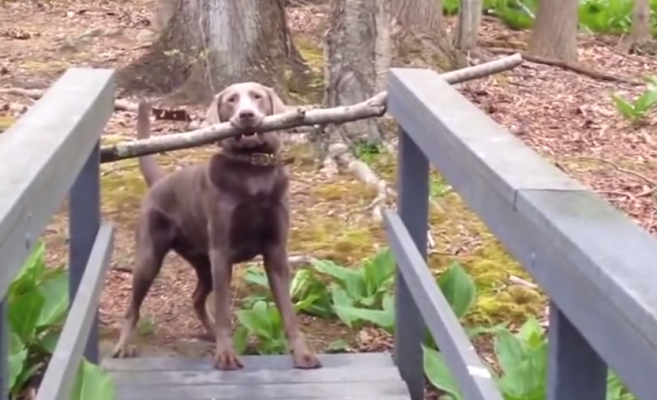 Video: ¿Qué crees que hizo este perro para cruzar el puente?