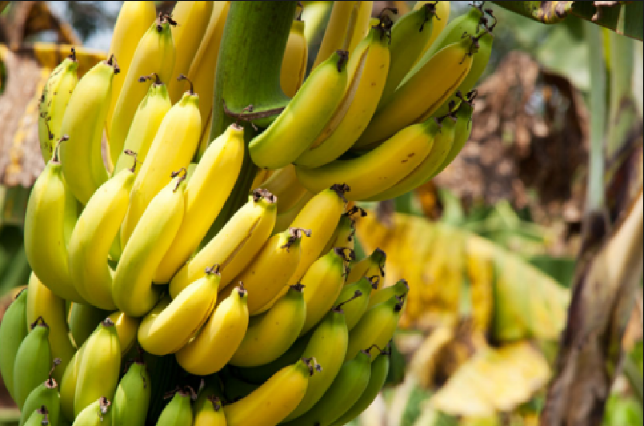 Los bananos más famosos están en peligro de extinguirse | Soy502