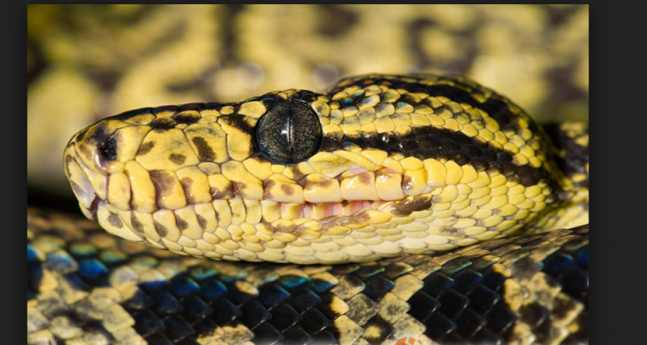 Reaparece la boa más rara del mundo, luego de 64 años