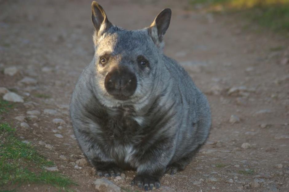 Tierno cachorro de marsupial demuestra el cariño por su cuidadora | Soy502