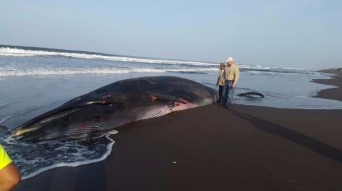 Encuentran una ballena muerta en playa de Monterrico